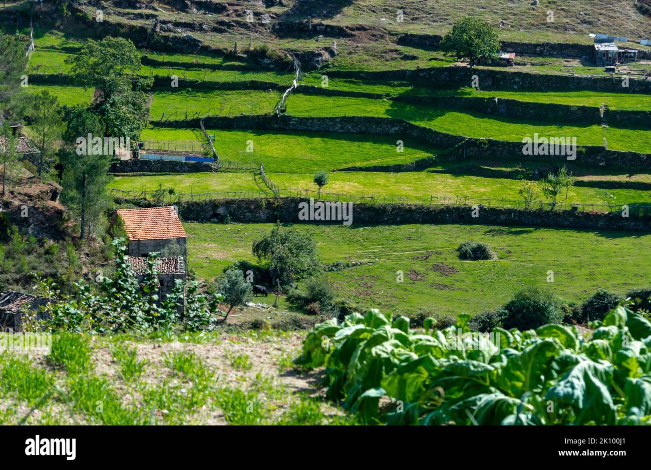 Panorama view of the crops and little farms in Portugal Stock Photo - Alamy