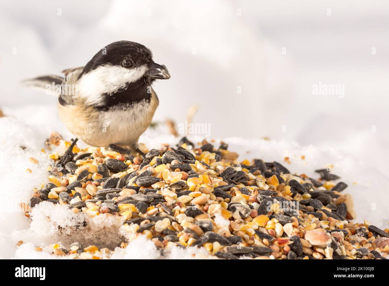 Close-up view of a Chickadee eating seeds Stock Photo - Alamy