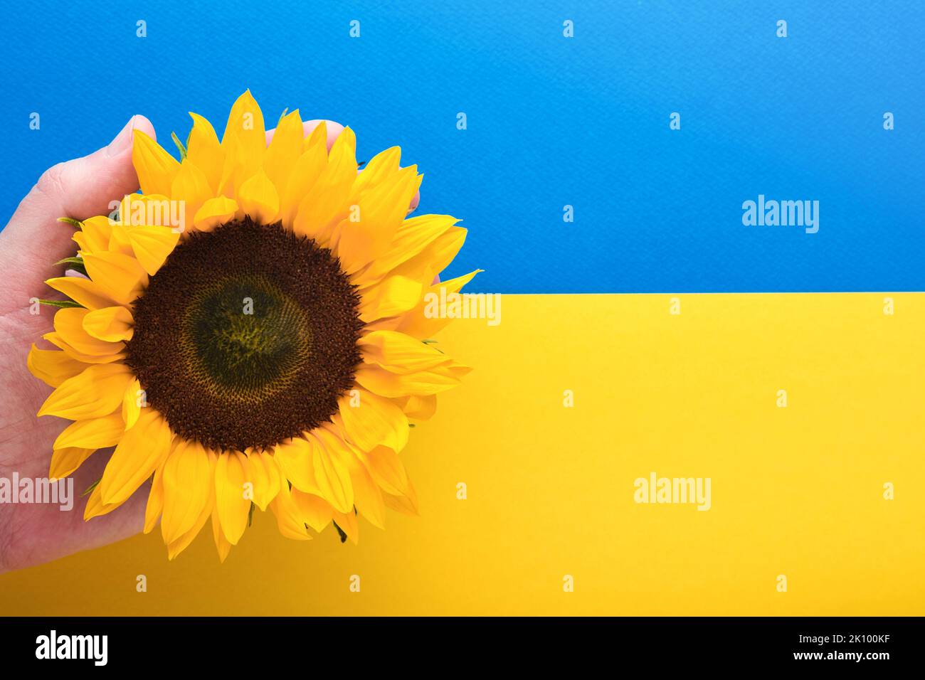 Sunflowers. Beautiful sunflower in male hands against background of ...