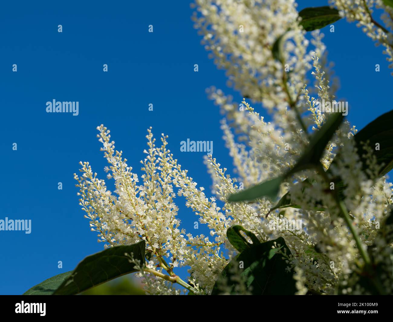Flowering Japanese knotweed, Fallopia japonica Stock Photo - Alamy