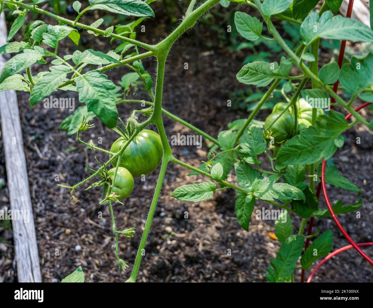 Tomatoes on the vine at a pea patch garden in Seattle, Washington Stock ...