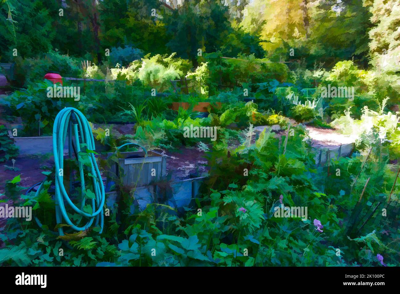 Large vibrant community garden pea patch in Seattle, Washington Stock ...