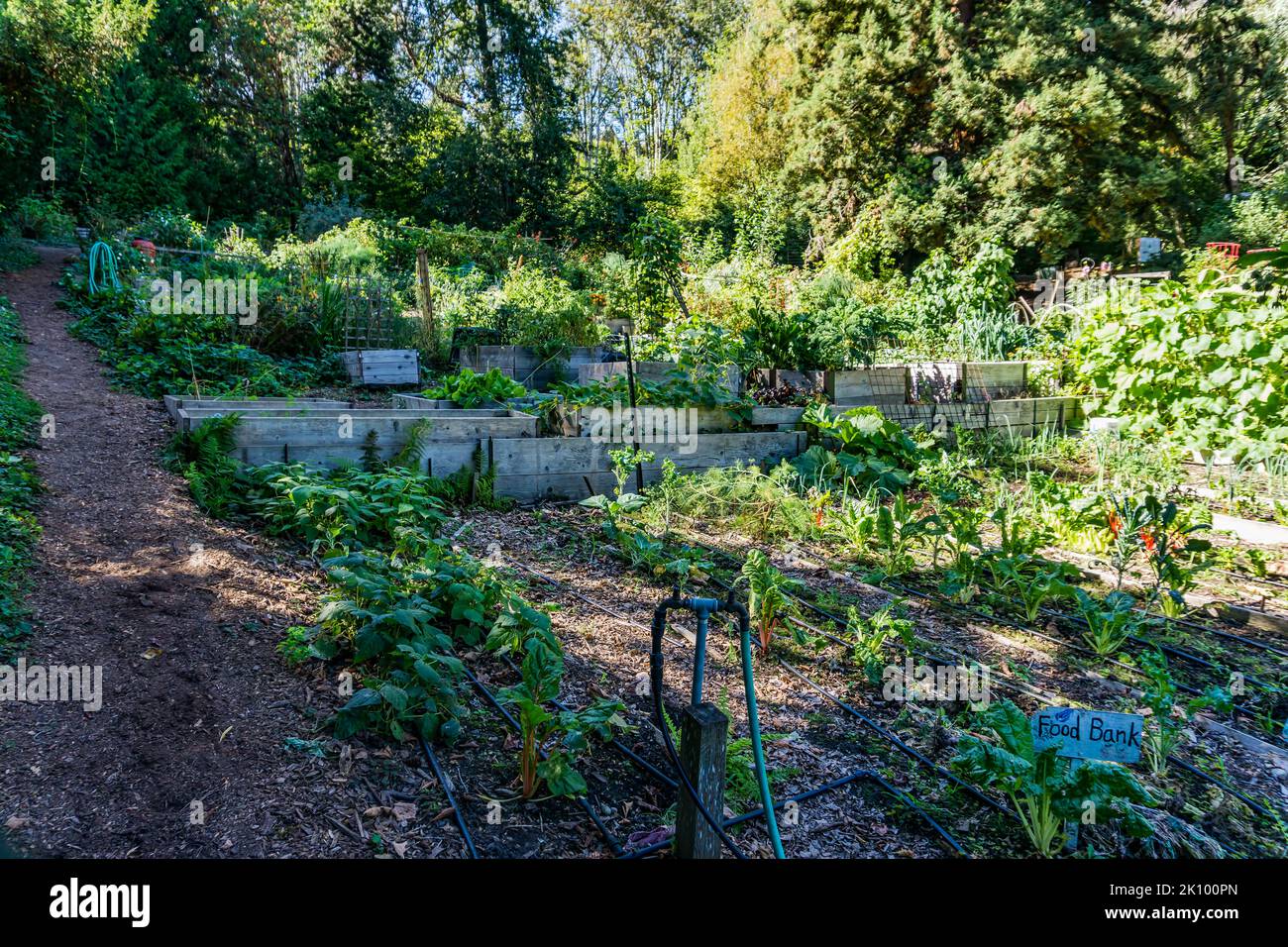 Large vibrant community garden pea patch in Seattle, Washington Stock ...