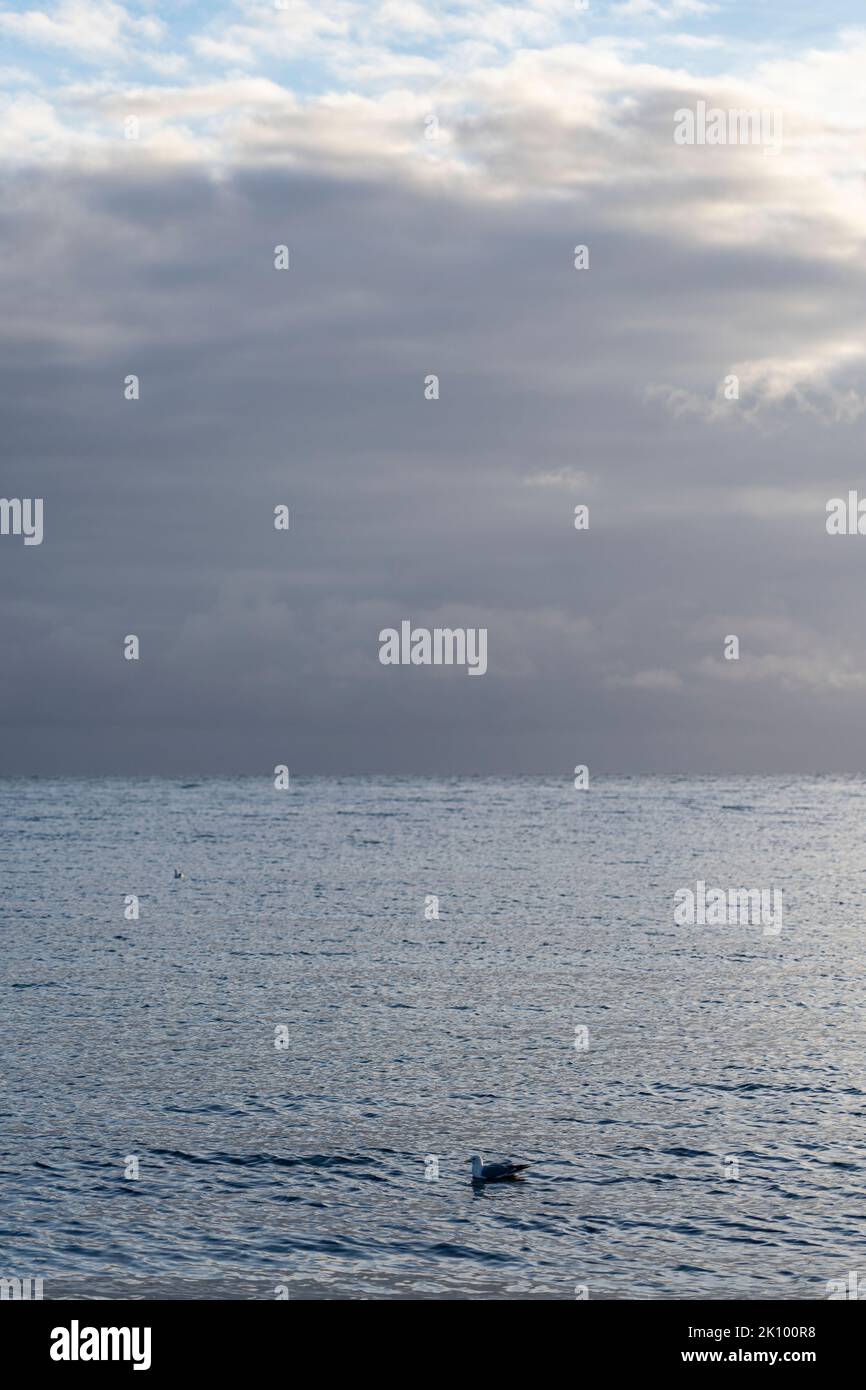 gulls on water in bay of skaill, skara brae beach, stromness, sandwick ...