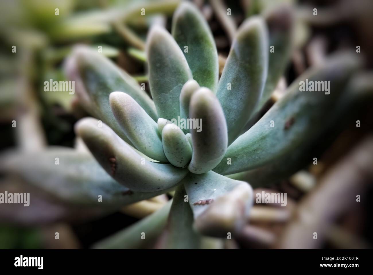 Coppertone hi-res stock photography and images - Alamy