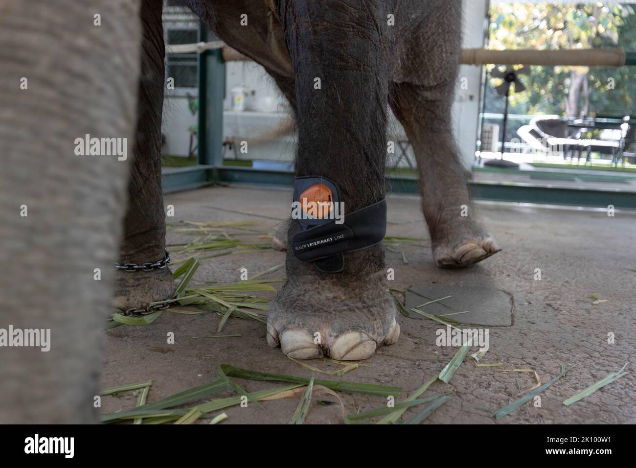 Elephant Chand Nuan receives treatment for vascular issues with a ...