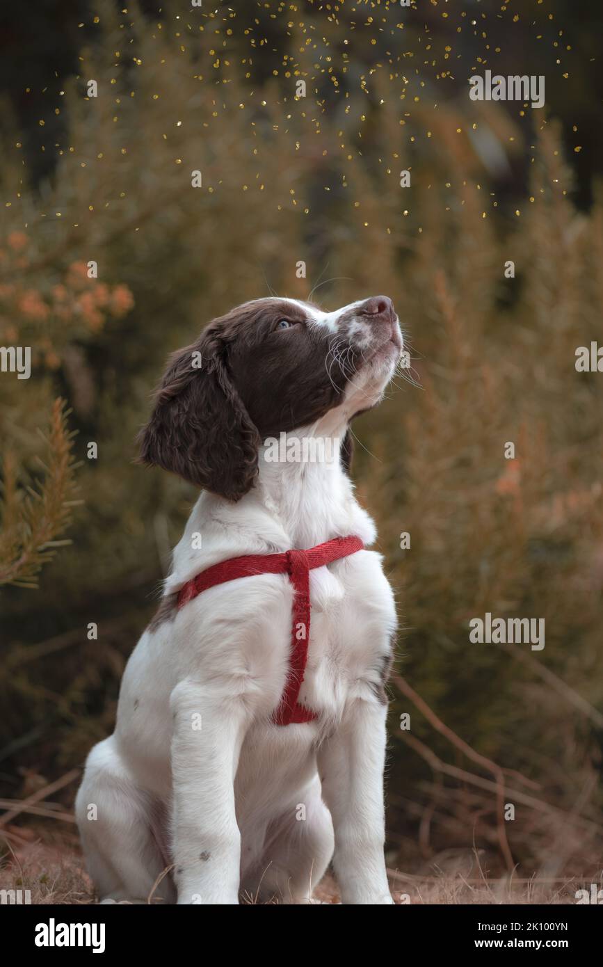 English springer spaniel puppy hi-res stock photography and images - Alamy