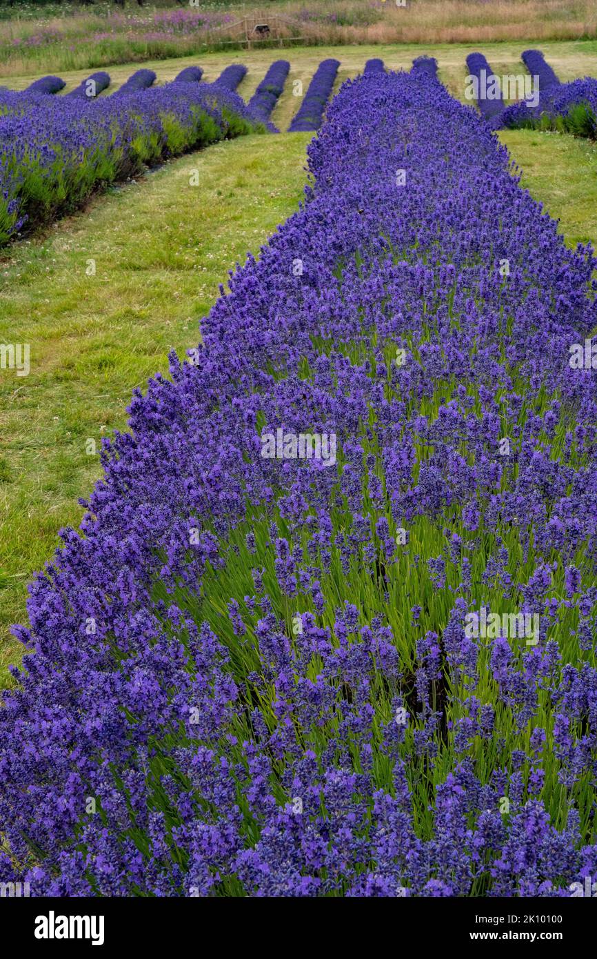 lavender fields at tarhill farm, kinross, scotland, uk Stock Photo - Alamy