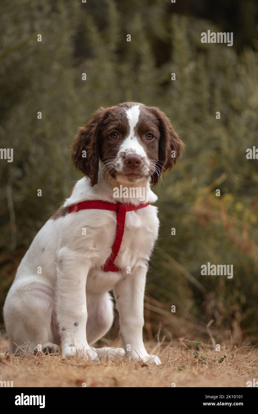 Portrait of an adorable English Springer Spaniel puppy sitting wearing ...