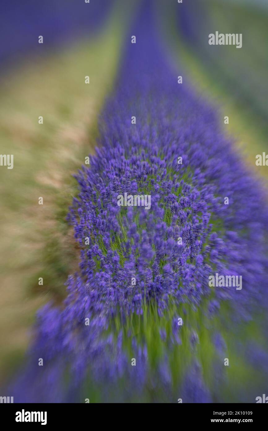 lavender fields at tarhill farm, kinross, scotland, uk Stock Photo - Alamy