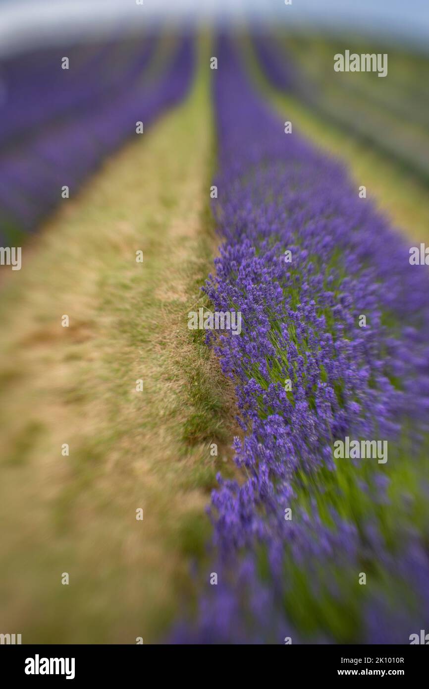 lavender fields at tarhill farm, kinross, scotland, uk Stock Photo - Alamy
