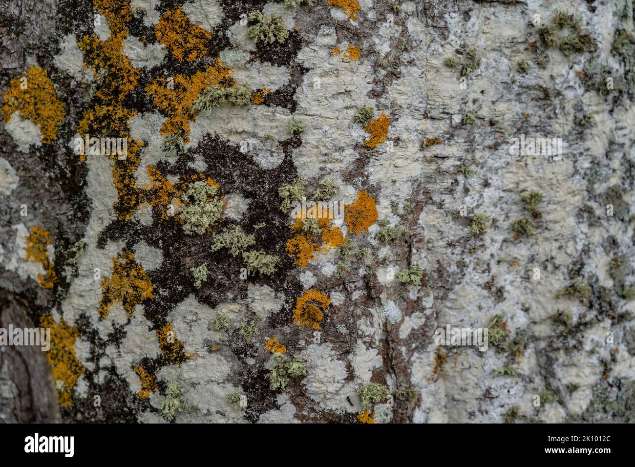 lichen on tree by river cassley, rosehall, lairg, scotland, uk Stock ...