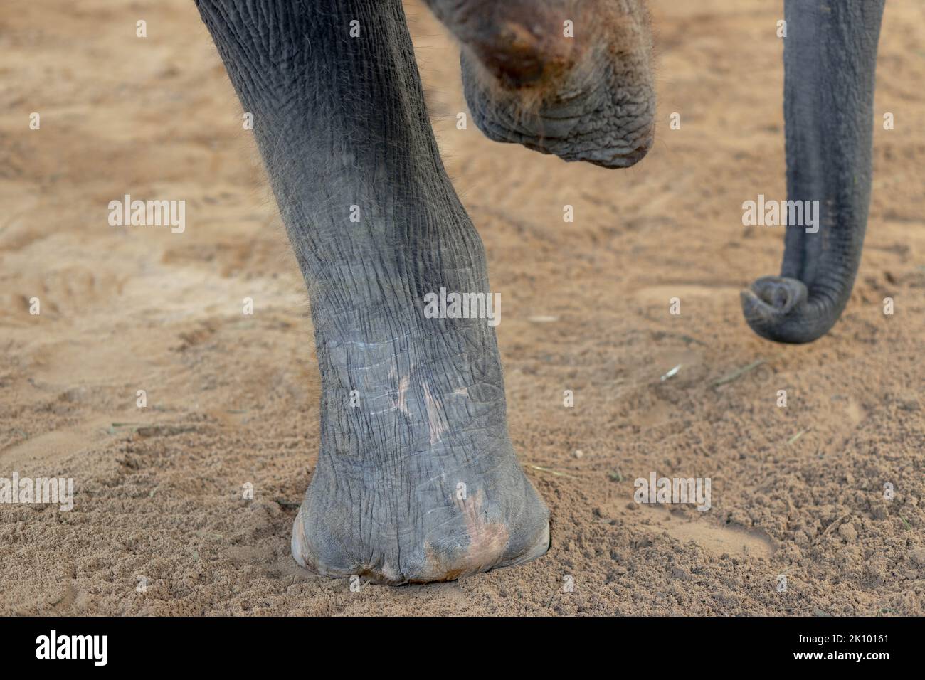 Motala, an elephant who lost a foot due to a landmine injury, stands in ...