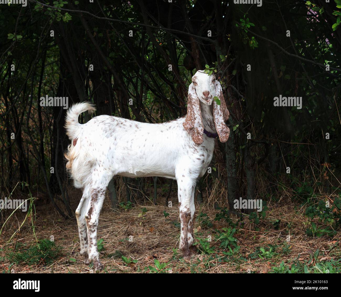 Gulabi Goats