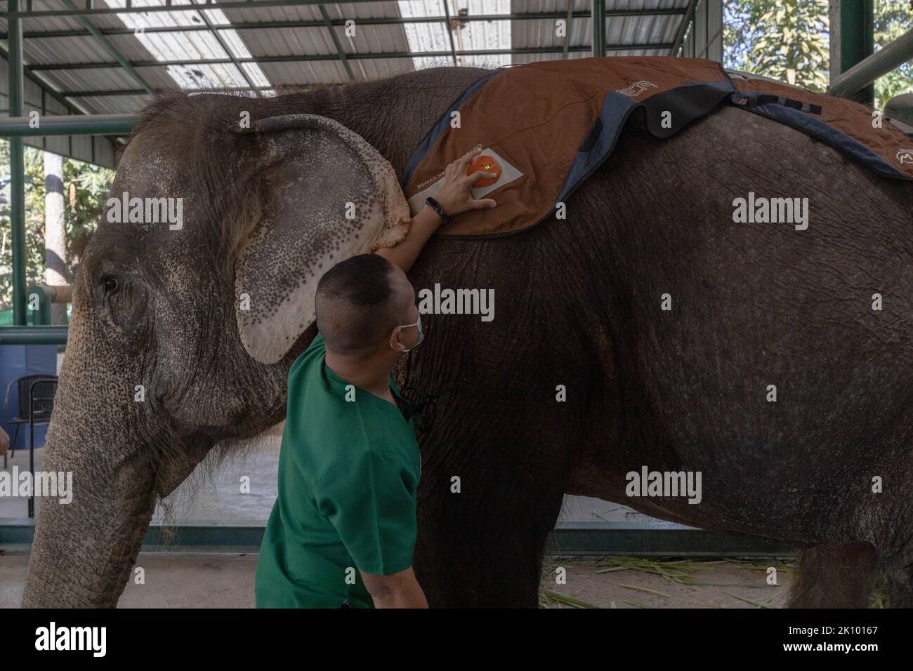 Veterinary doctor treats elephant Chand Nuan with a therapy blanket at ...