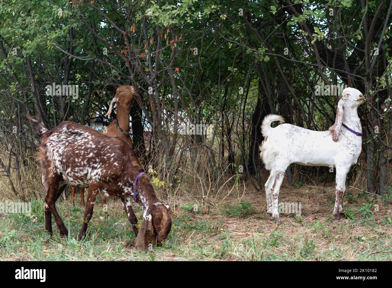 Pakistani wildlife hi-res stock photography and images - Alamy