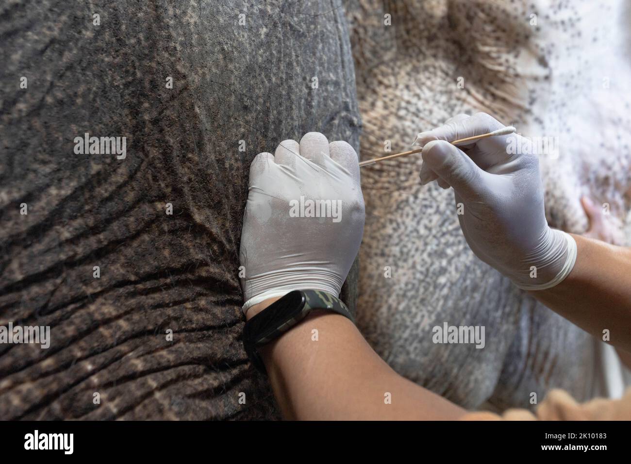 Veterinary doctor inserts needles into elephant Chand Nuan's for her ...