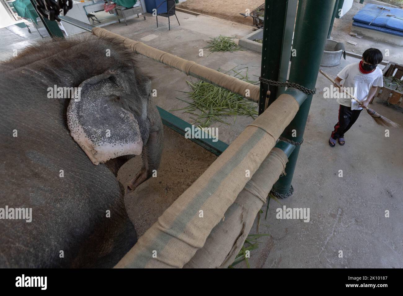 Elephant keeper cleans the enclosure of elephant Chand Nuan at the ...