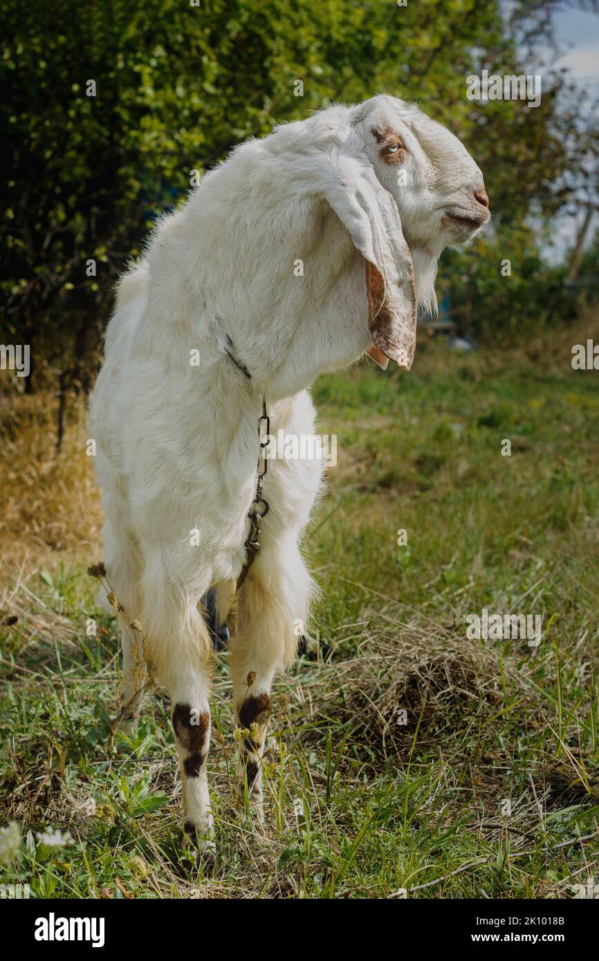oriental goats of Pakistani and Nubian breed on pasture - nibbling ...