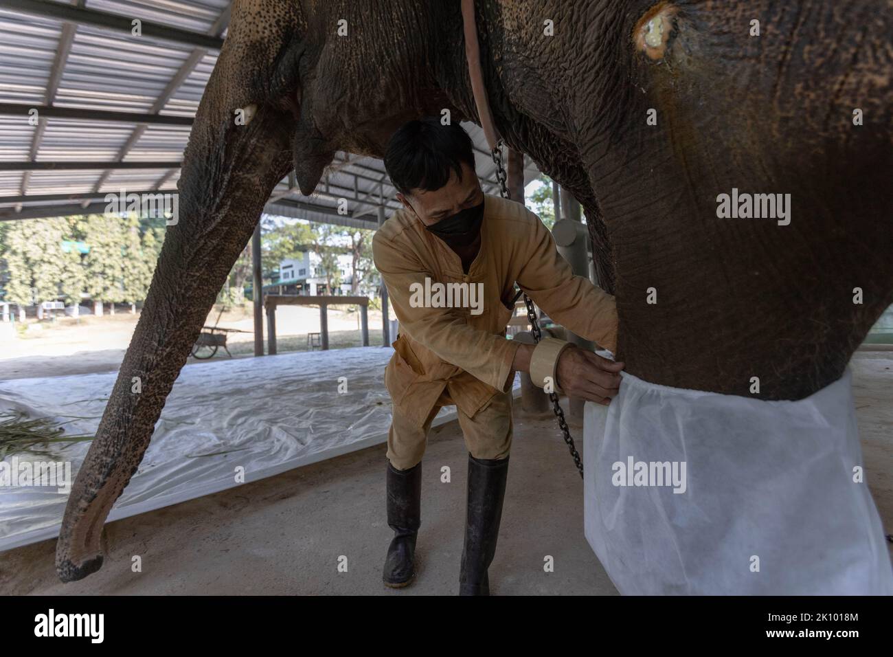 Motala, an elephant with landmine injuries, has her leg wrapped in a ...