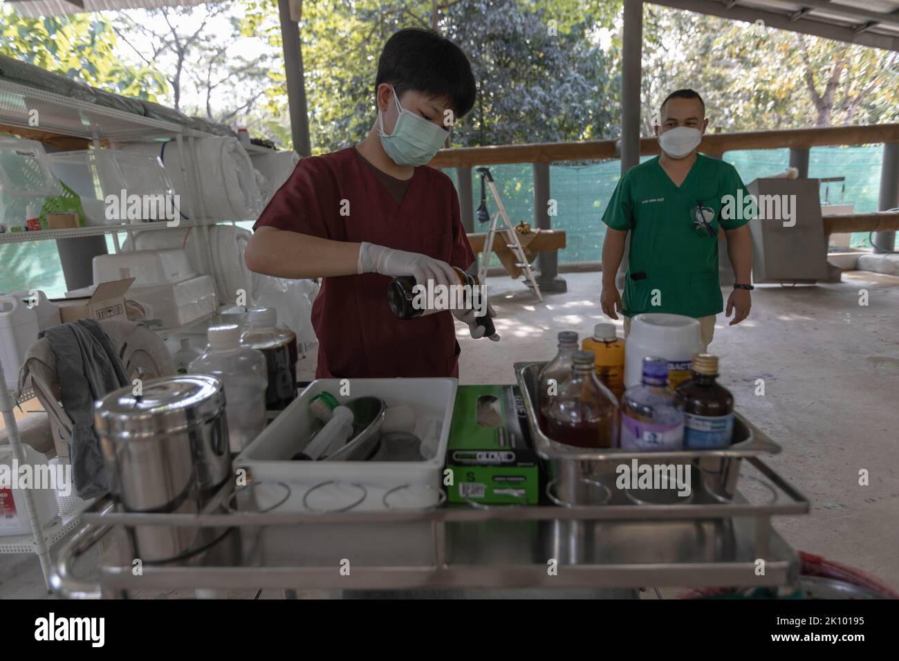 Veterinary doctor and assistant prepare equipment for wound cleaning at ...