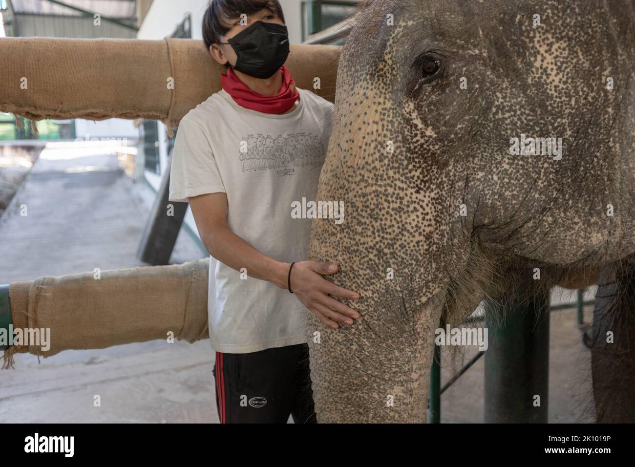 Elephant keeper soothes elephant Chand Nuan as she receives electro ...