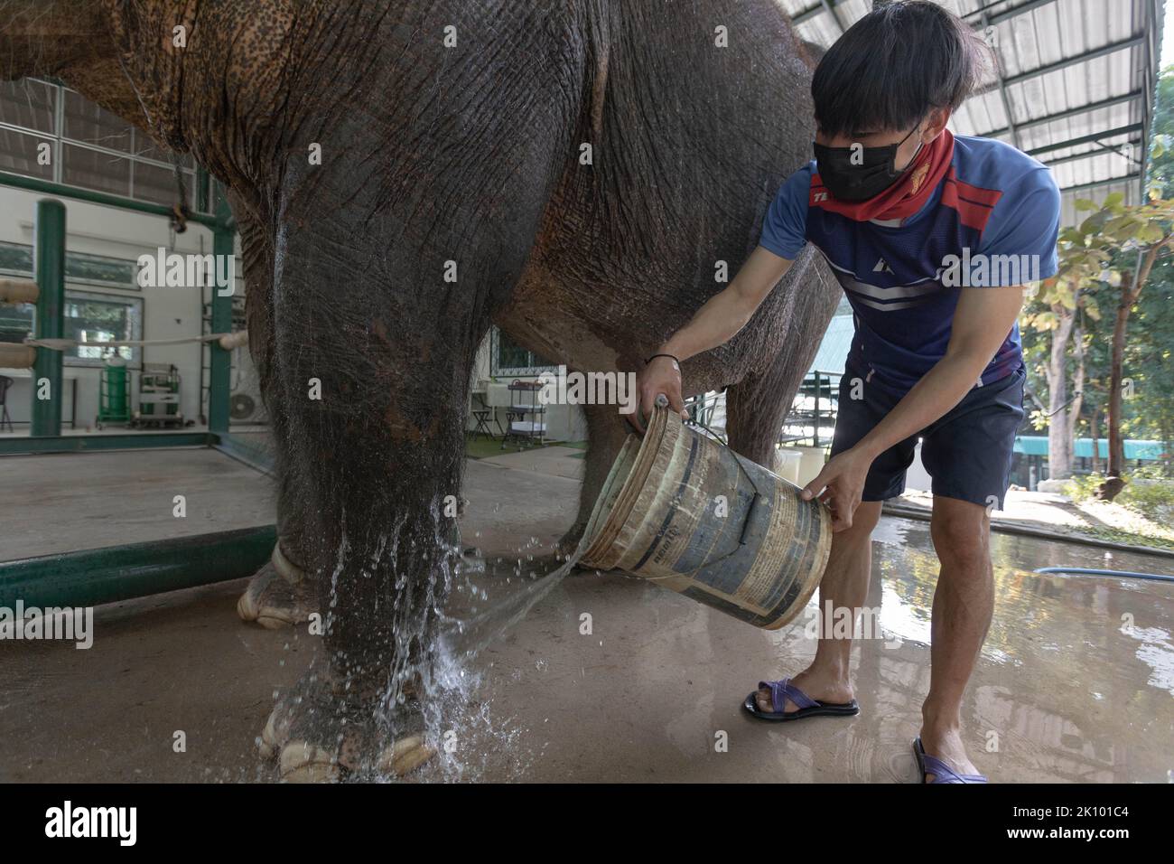 Elephant keeper washes elephant Chand Nuan at the Friends of the Asian ...