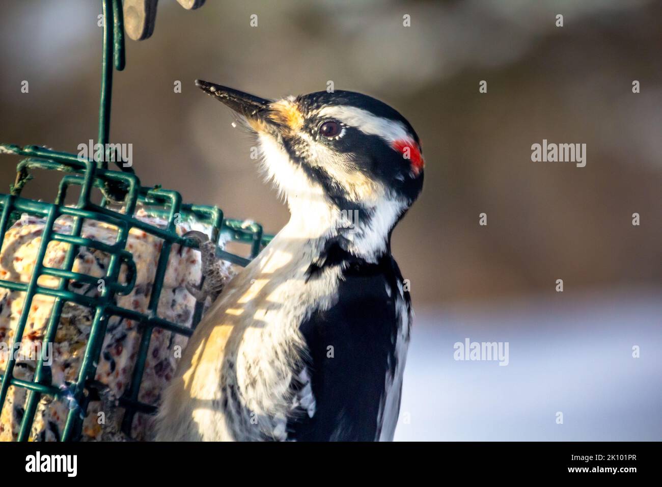 Male woodpecker on a tallow bird feeder. Morning light Stock Photo - Alamy