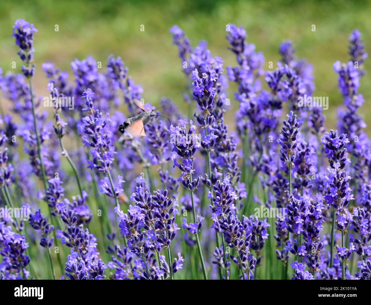 hummingbird hawk-moth insect that flies flapping its wings very quickly ...