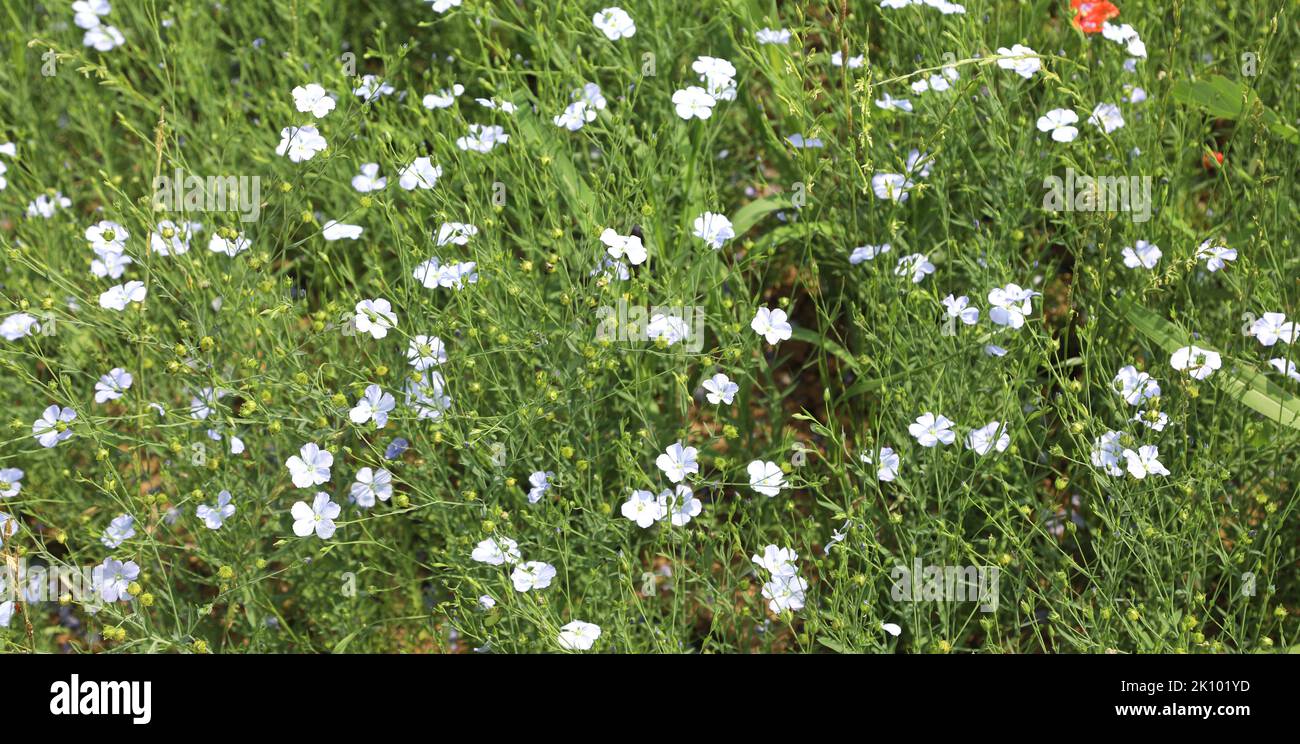flowers of the flax plant in the cultivated field in summer for the ...