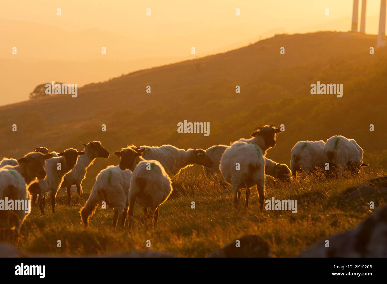 sheeps pacing free in the mountains of the Basque Country at sunset ...