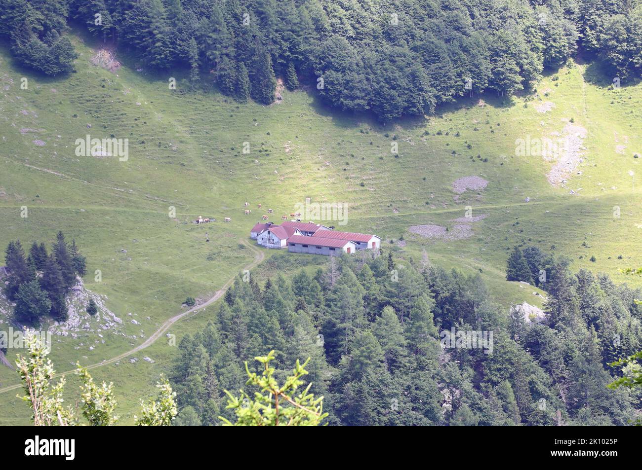 alpine hut in the green clearing in summer where there are cows Stock ...