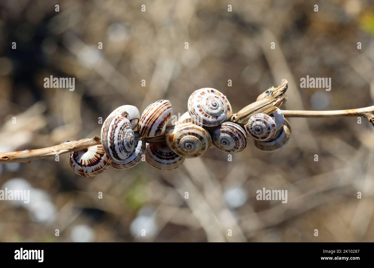snail shell called BOVOLETTI which when cooked are a typical dish of ...