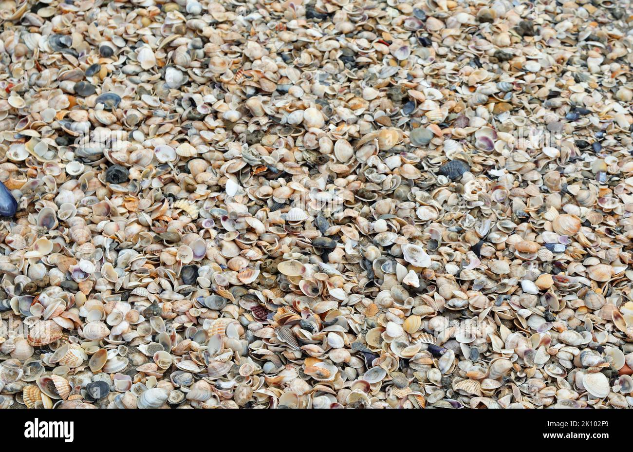 background of thousands of shell of various sea species Stock Photo - Alamy