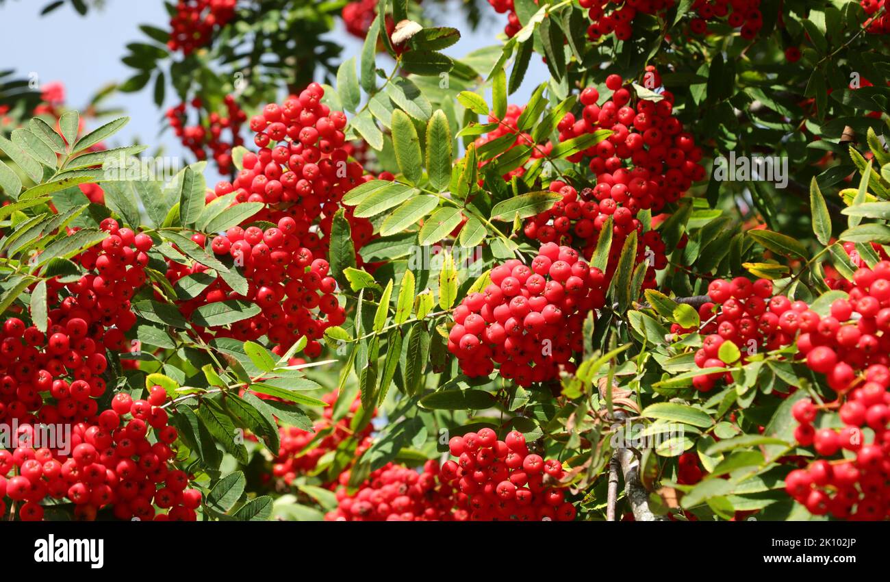 Tree with ripe red berries called Sorbus aucuparia or commonly rowan in ...