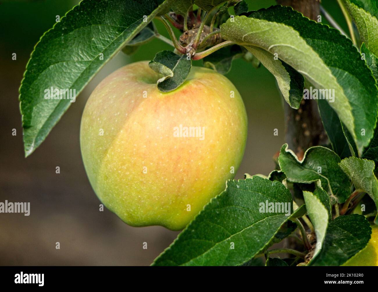 Apple Kelowna BC Stock Photo - Alamy
