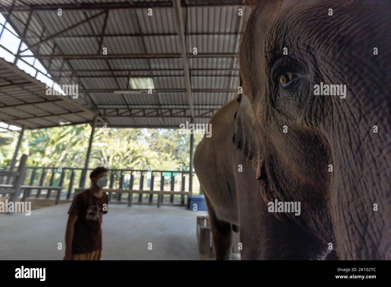 Lampang, Thailand. 12th Jan, 2022. Elephant keeper and elephant Mosha ...