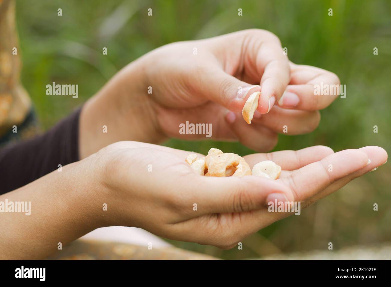 women hand pick cashew nut outdoor Stock Photo - Alamy