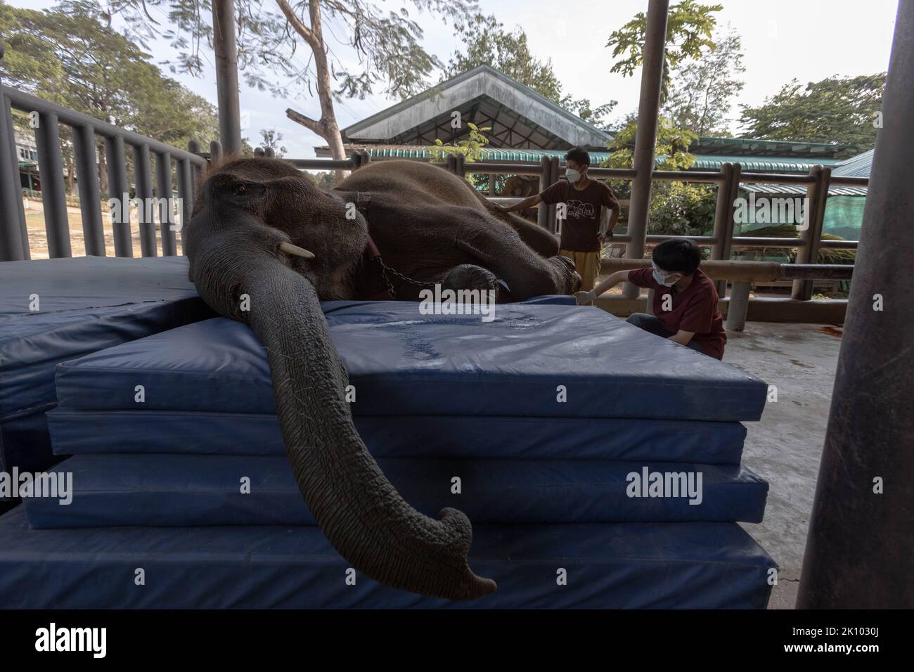 Lampang, Thailand. 12th Jan, 2022. Staff at the Friends of the Asian ...