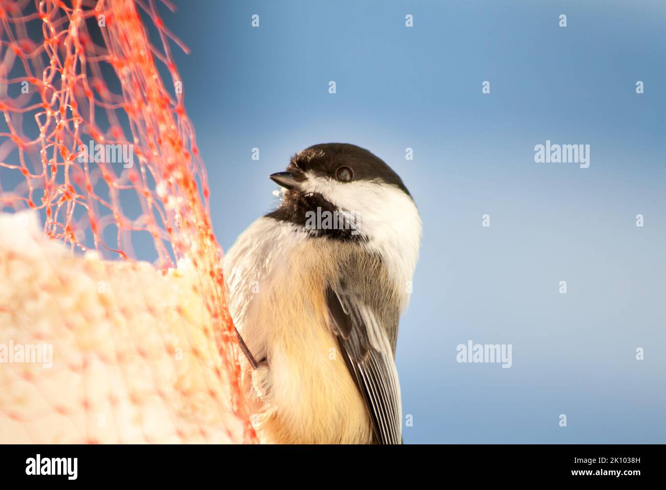 Chickadee hanging on a net and eating suet Stock Photo - Alamy