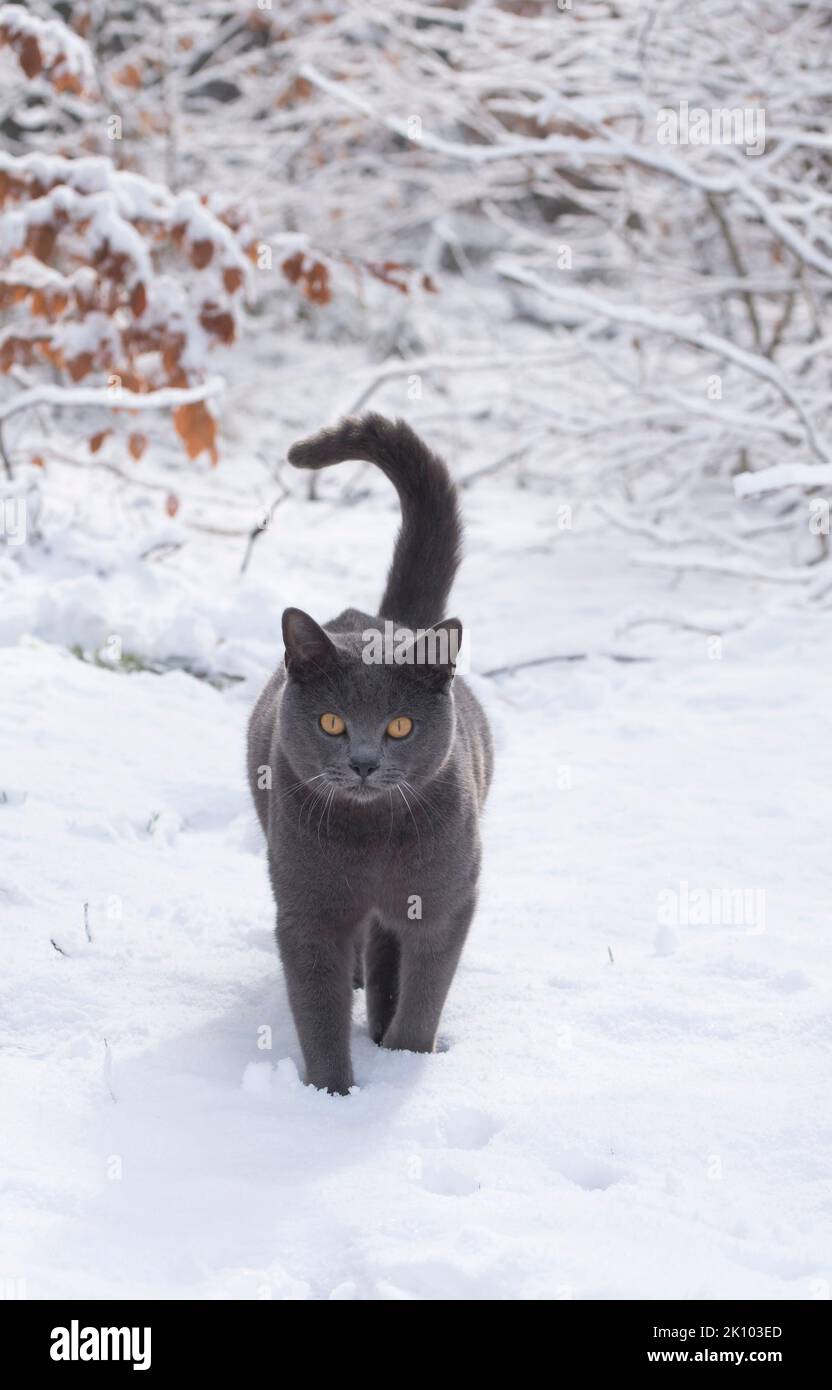 Cute cat in snow face hi-res stock photography and images - Alamy