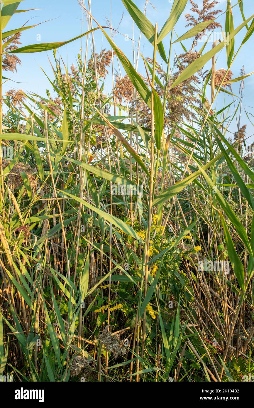 High Grass - Gloucester Stock Photo - Alamy