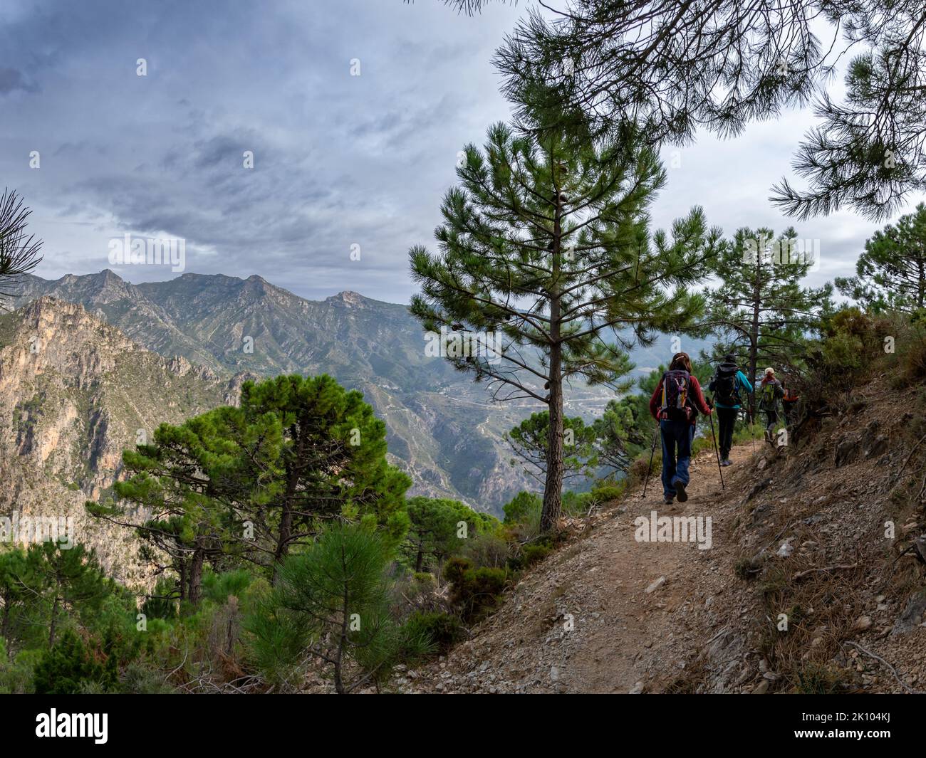 Hikers walking along narrow path with pine trees and mountains of ...