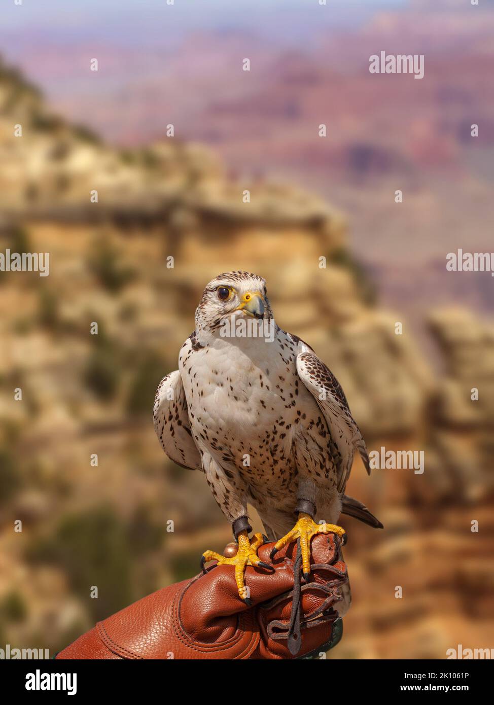 Peregrine Falcon (Falco Peregrinus) sitting on the arm with leather ...