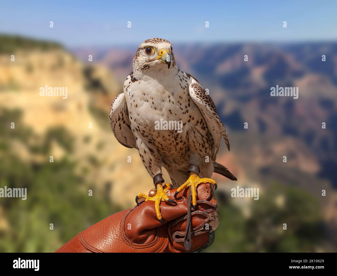 Peregrine Falcon (Falco Peregrinus) sitting on the arm with leather ...