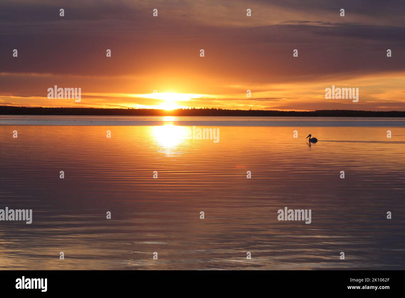 Pelican Swimming to Sunset, Sunset Point Alberta Beach Stock Photo - Alamy