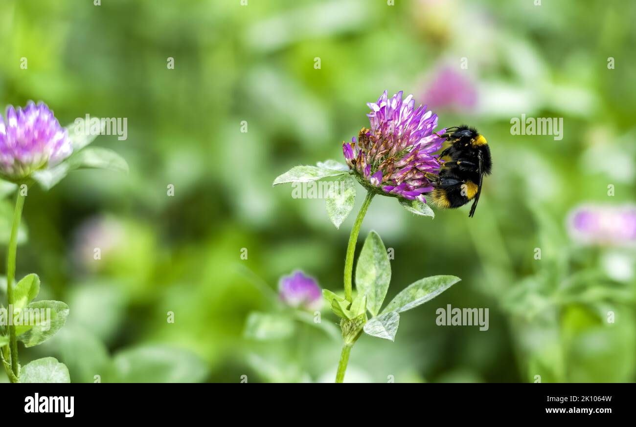 Red clover bee hi-res stock photography and images - Alamy