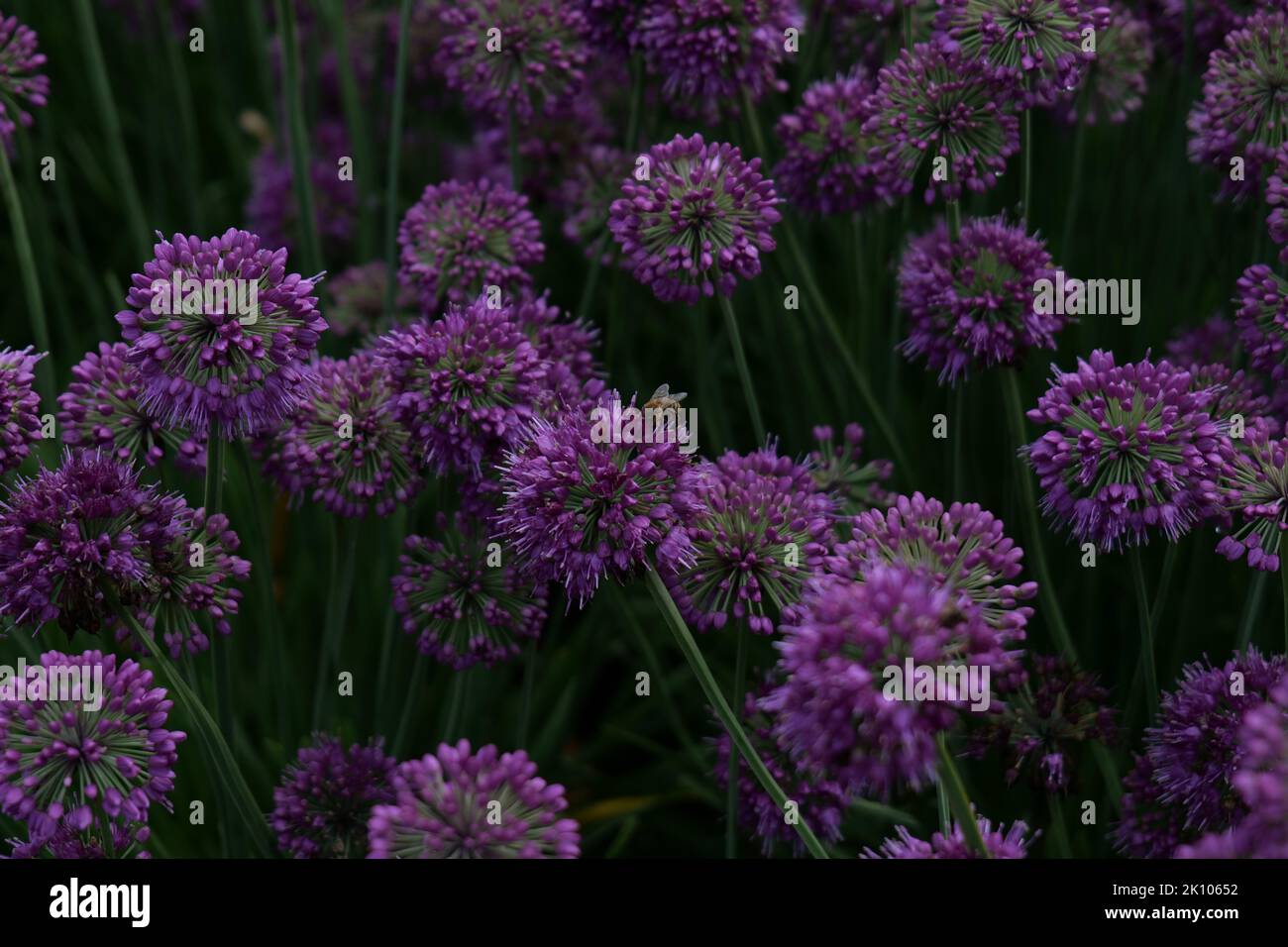 Purple burst hi-res stock photography and images - Alamy