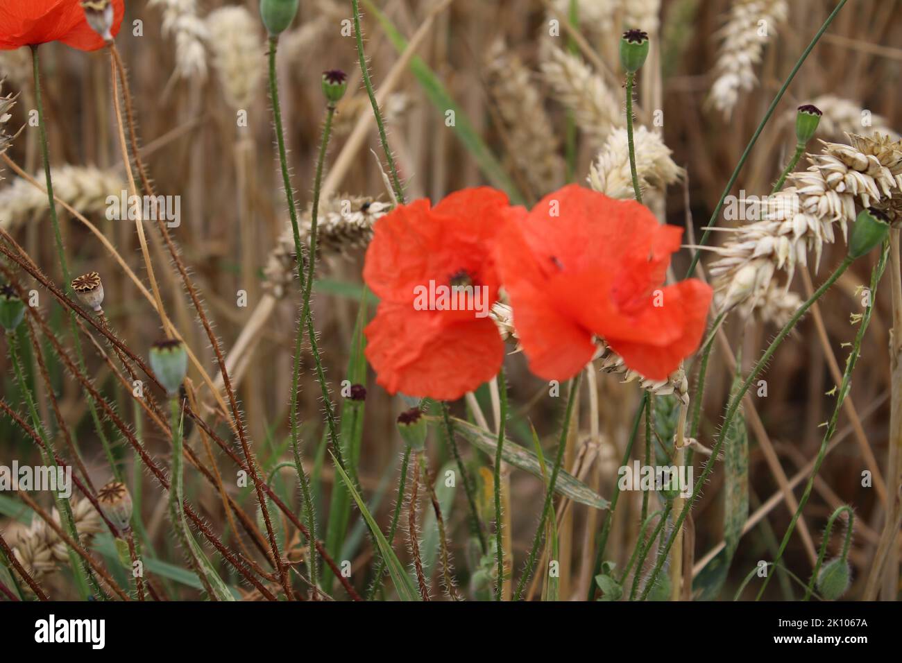 Red poppy's photo. Summer scene in Nature. Wildflowers close-up. Ripe ...