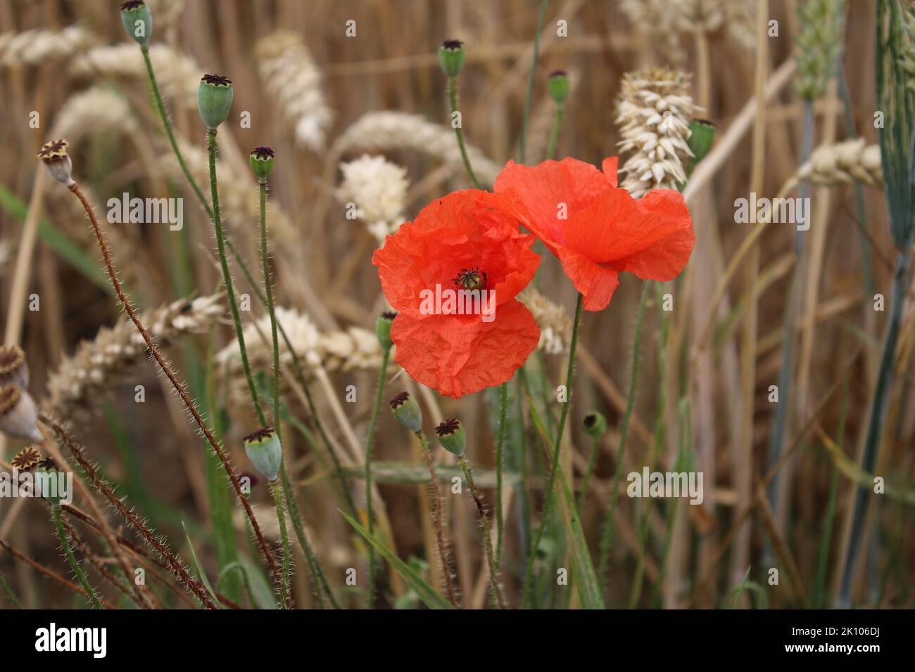 Red poppy's photo. Summer scene in Nature. Wildflowers close-up. Ripe ...